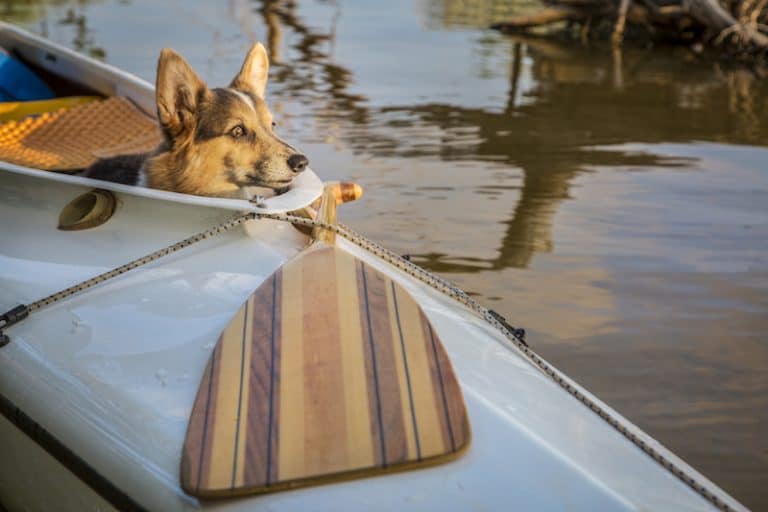 The 7 Best Kayaks For Dogs In 2023 SeaKayakExplorer